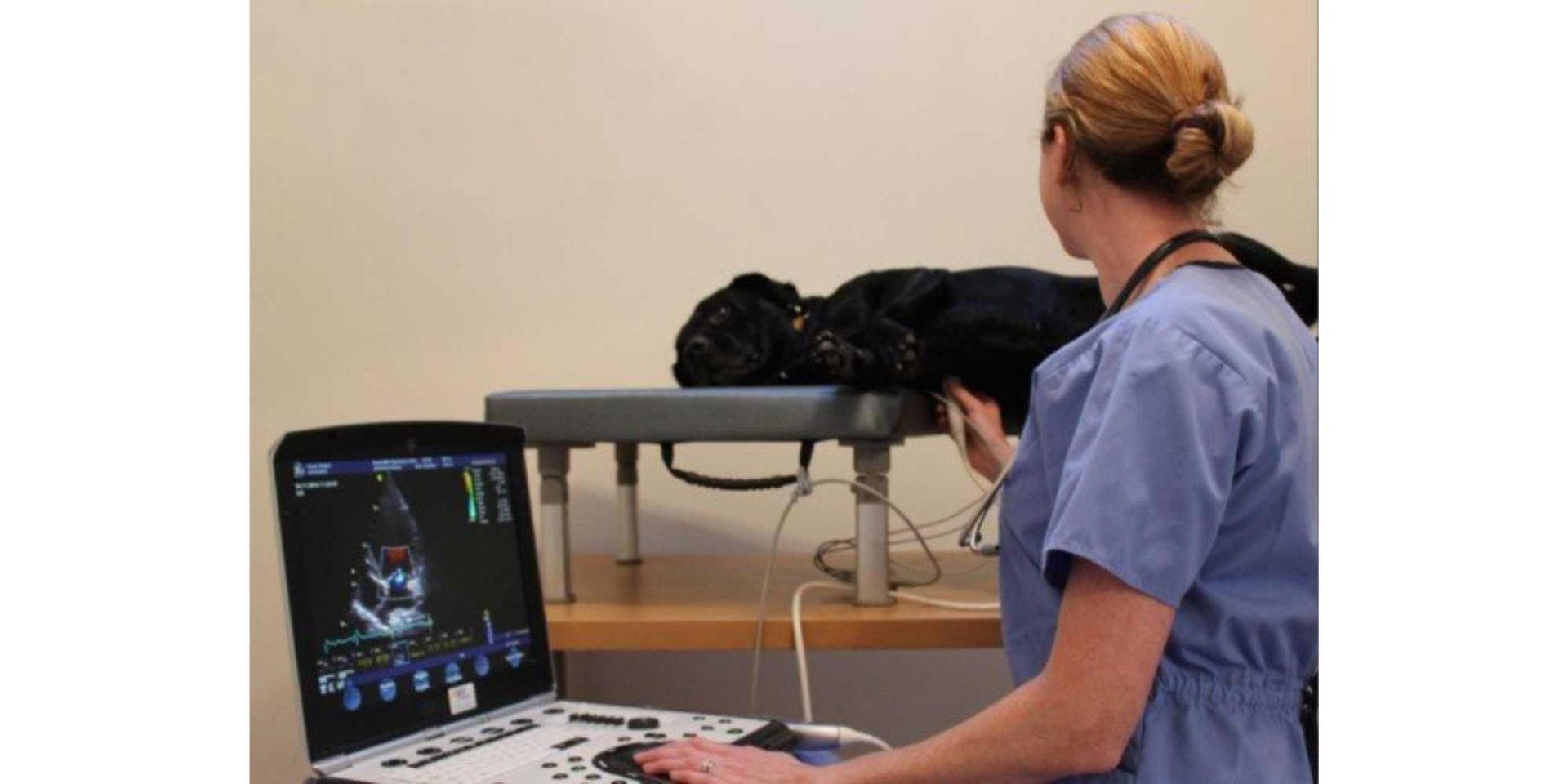 Specialist veterinary cardiology service - Totally Vets