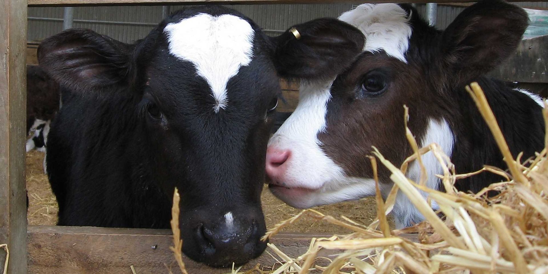 Getting the most out of spring calf rearing - Totally Vets