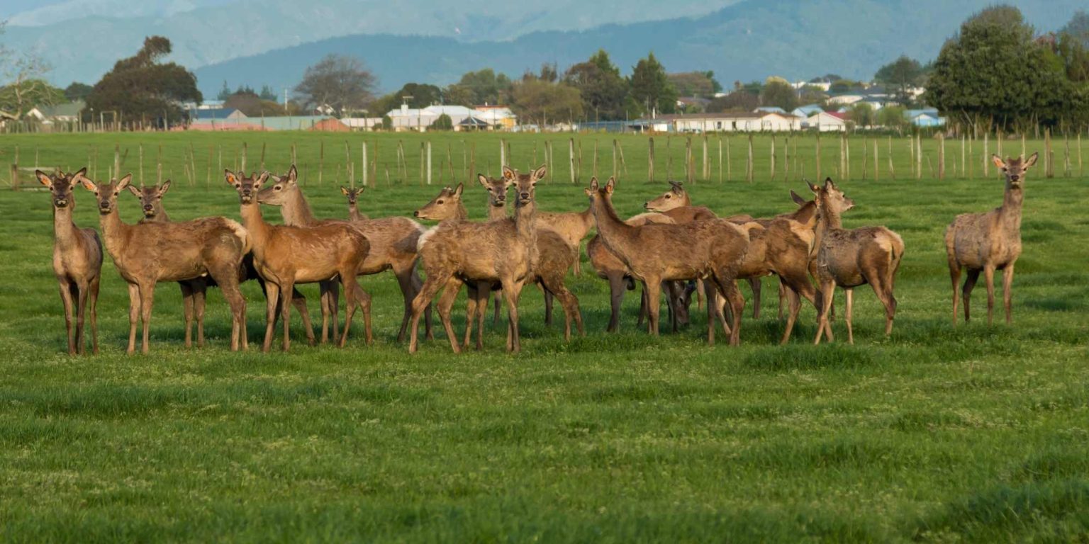 Lungworm in cattle and deer - Totally Vets