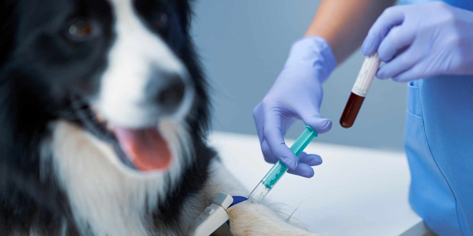 What you should know about leukaemia in dogs – Totally Vets