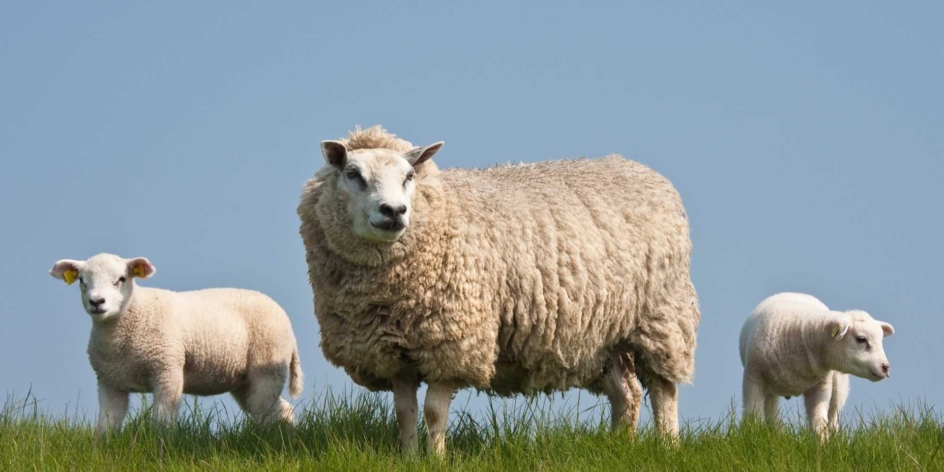 Lamb growth rate - Totally Vets