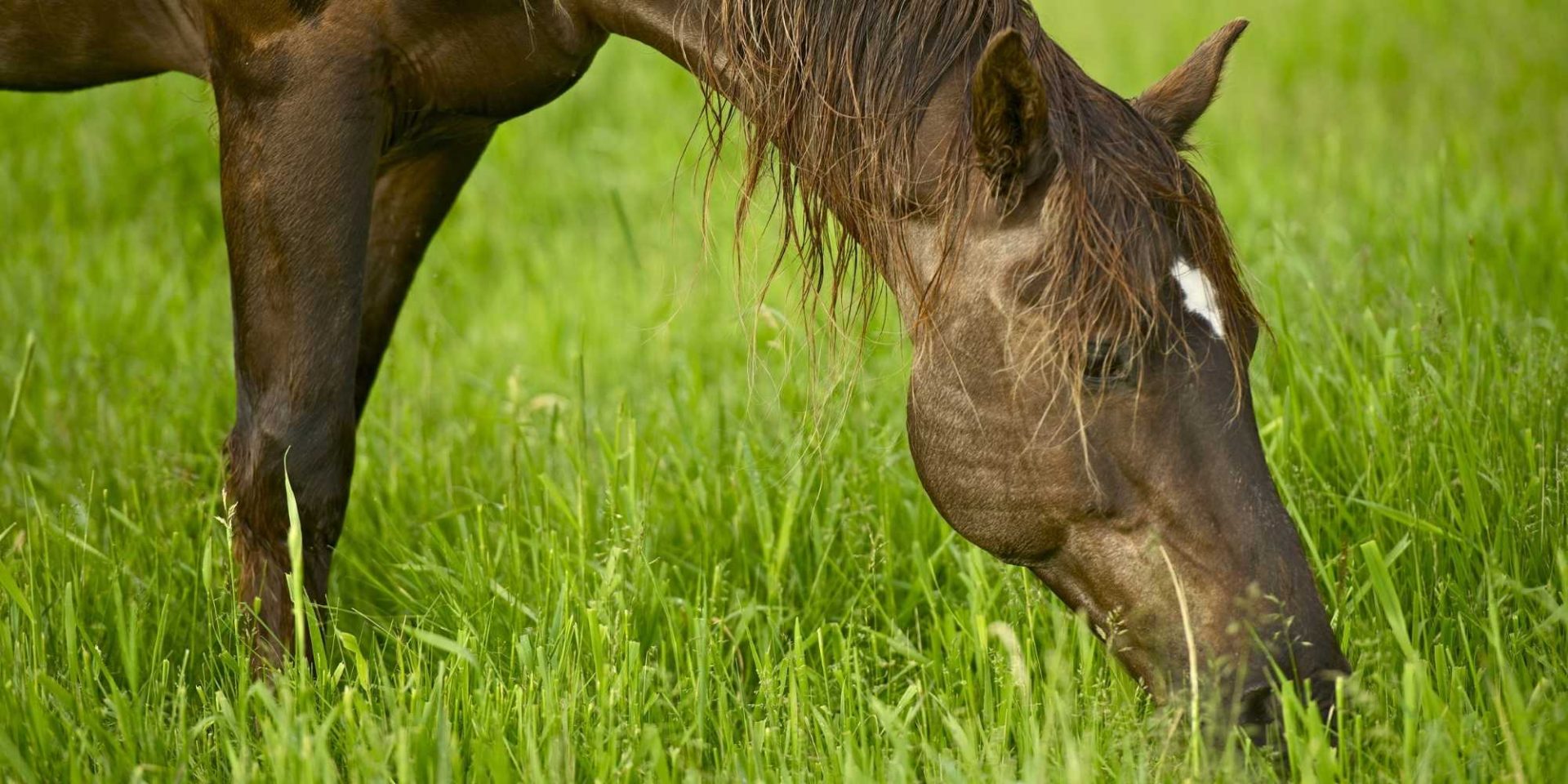 The basics of grass and pasture management – Totally Vets