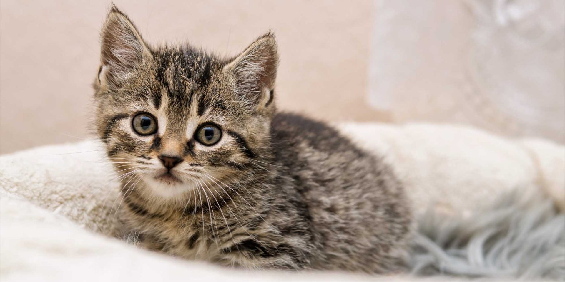 All you need to know about bringing a new kitten home – Totally Vets