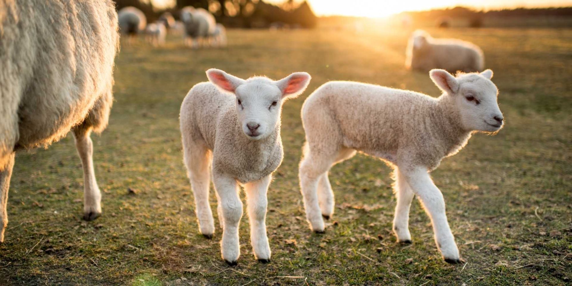 The sleepy ewe - Totally Vets