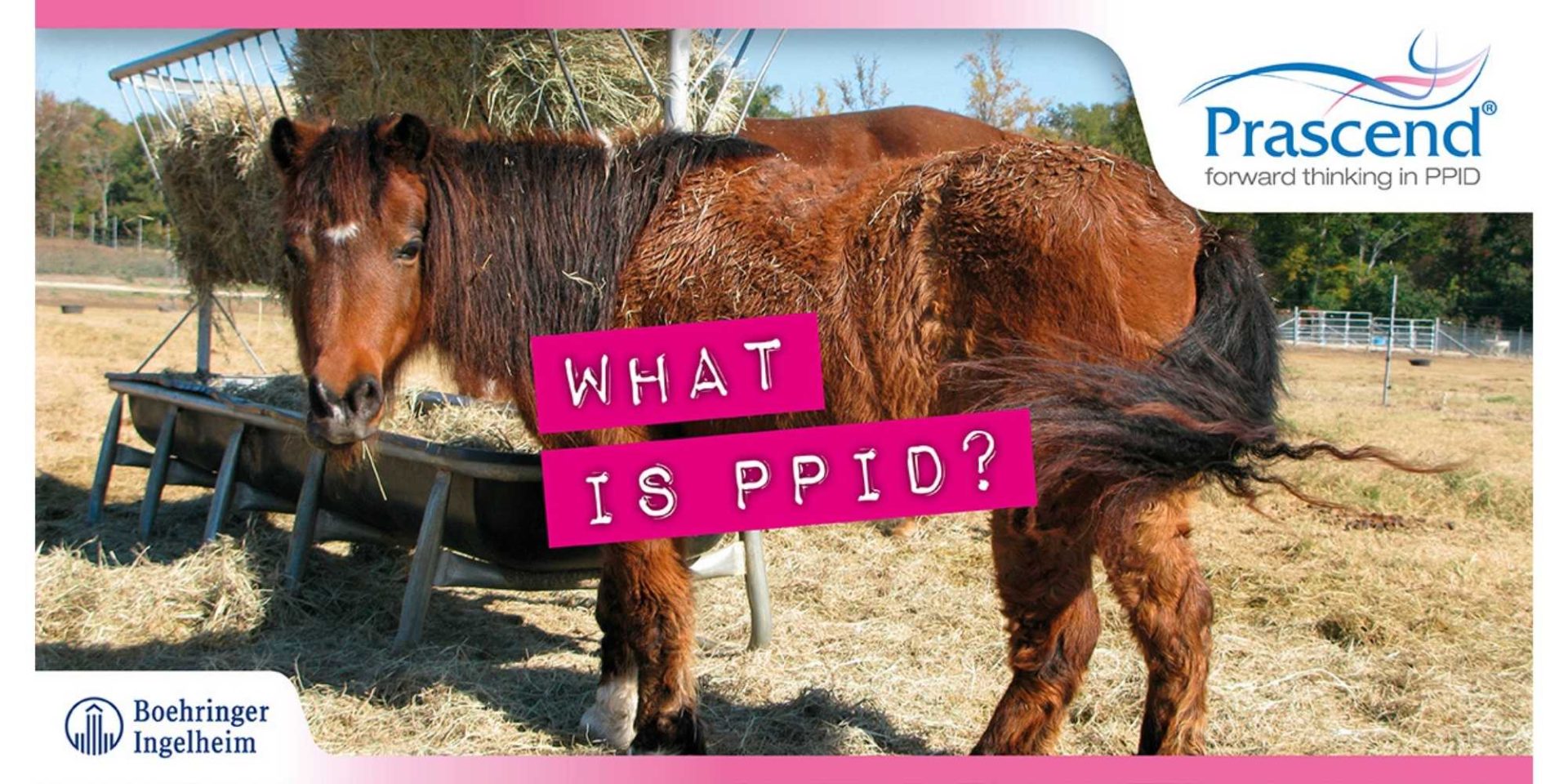 PPID Totally Vets