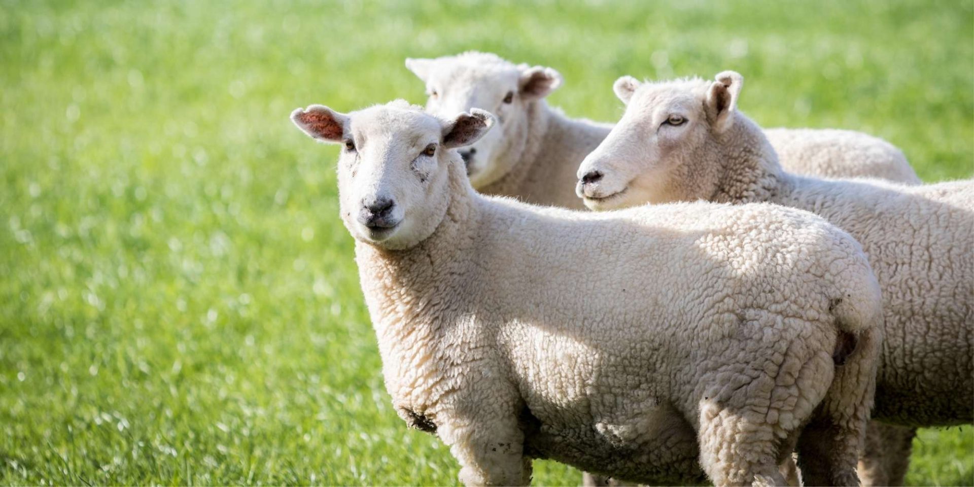 Maximising lamb growth - Totally Vets