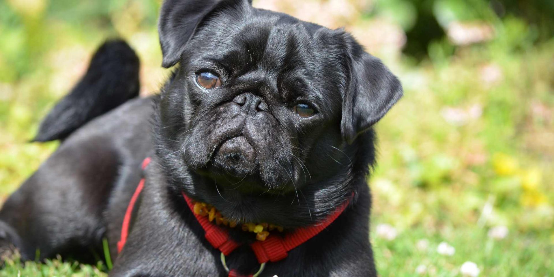 Brachycephalic obstructive airway syndrome (BOAS) - Totally Vets