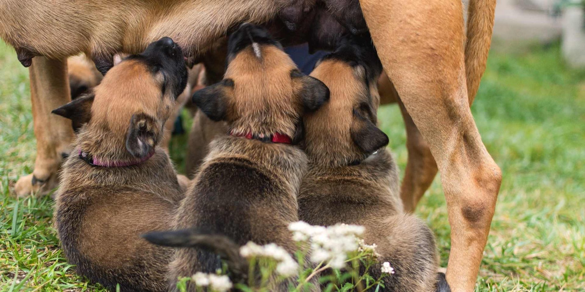 A guide to feeding mum and weaning puppies - Totally Vets