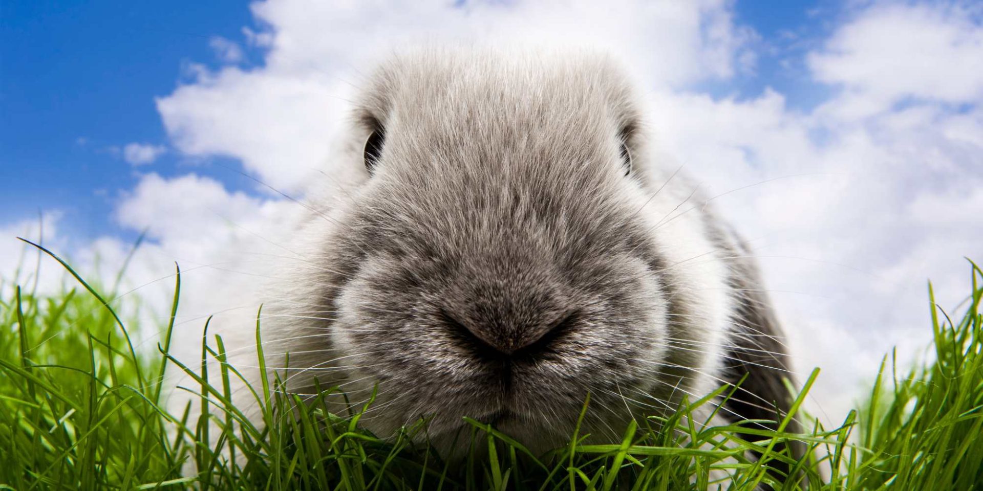 Walking dandruff? – Totally Vets