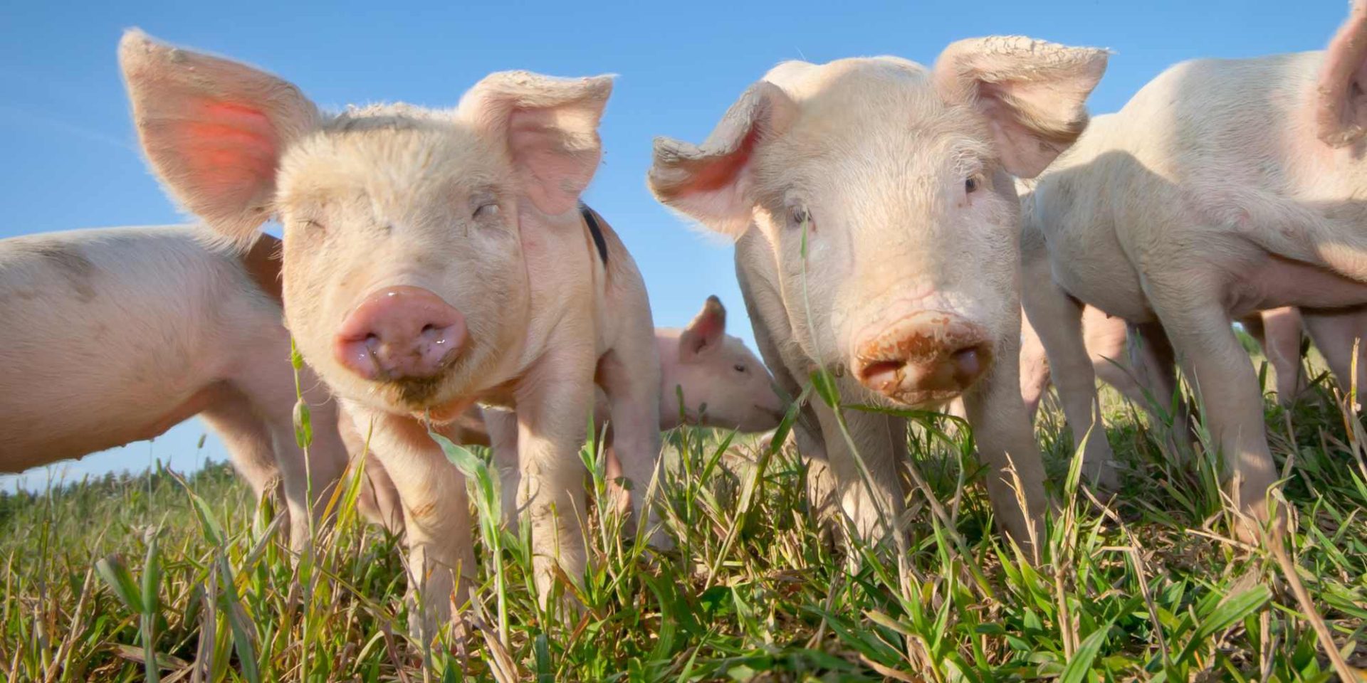 Feeding your pigs - Totally Vets