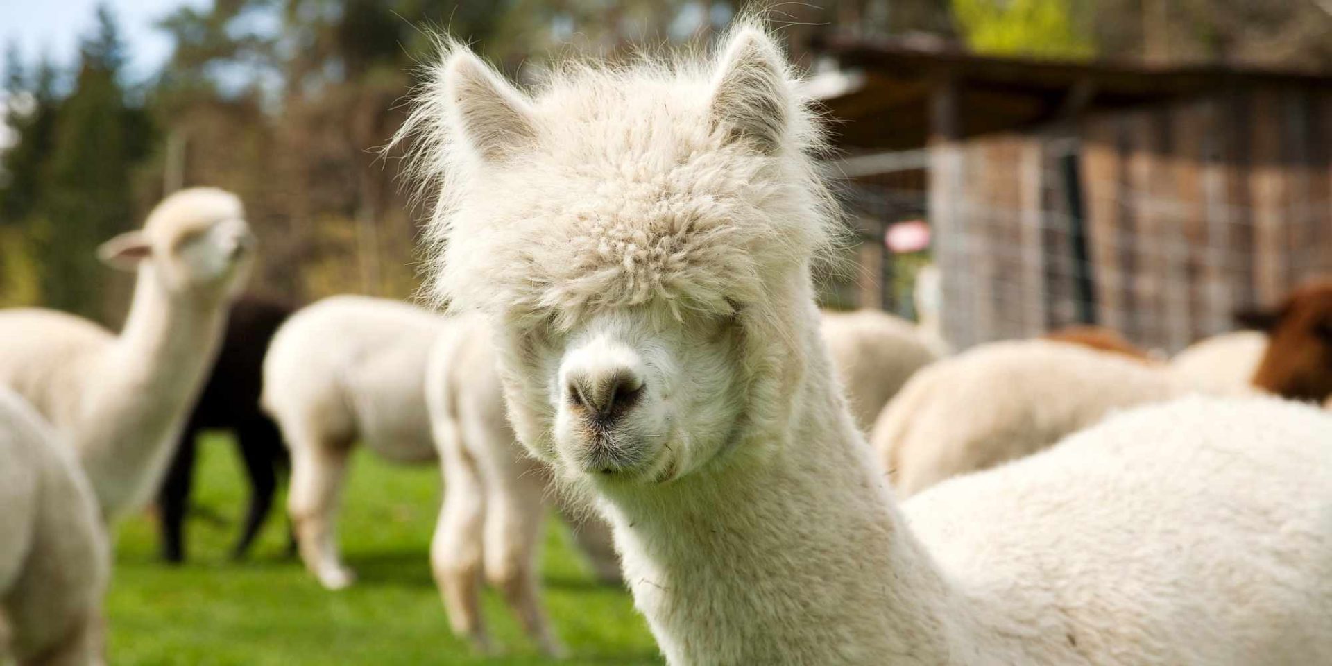 Internal parasites of alpaca - Totally Vets