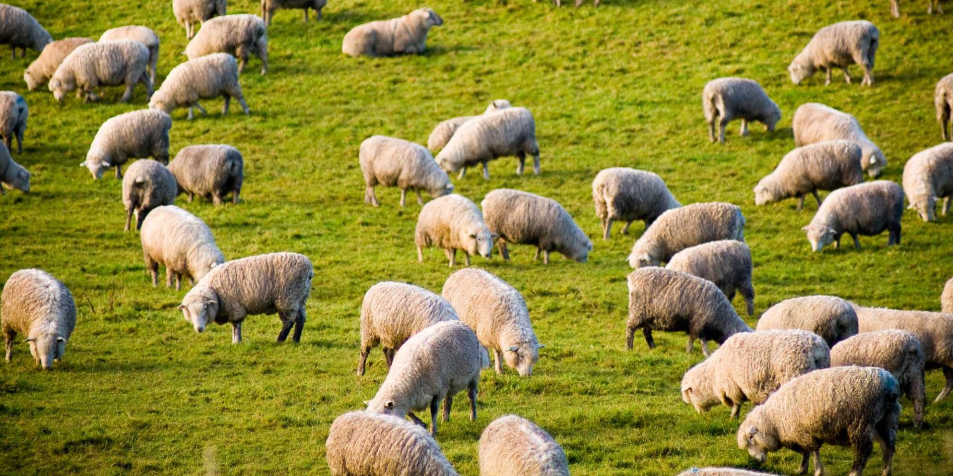 Improving sheep performance through vaccination – Totally Vets