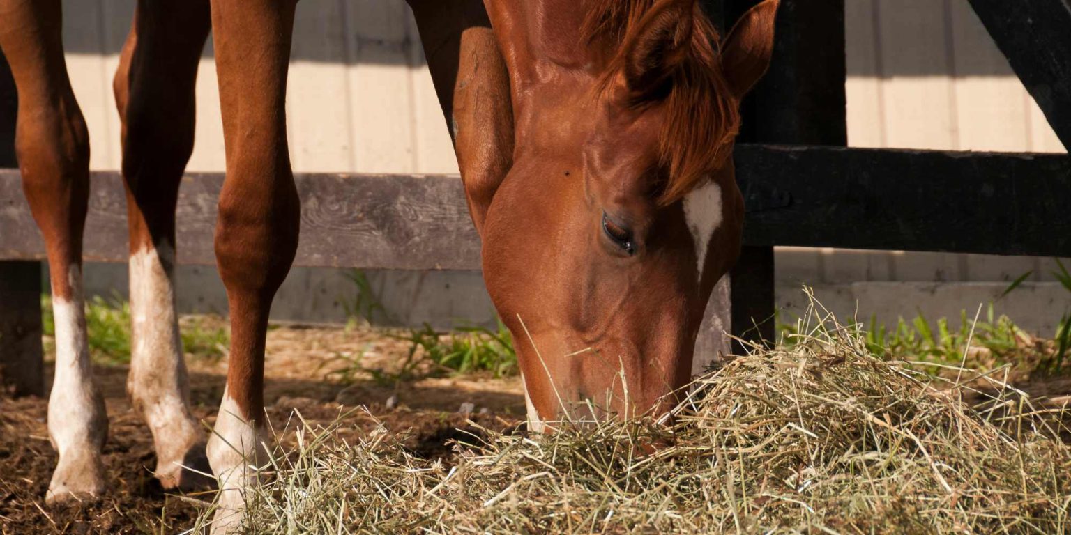 Totally Vets – Animal Care & Expertise