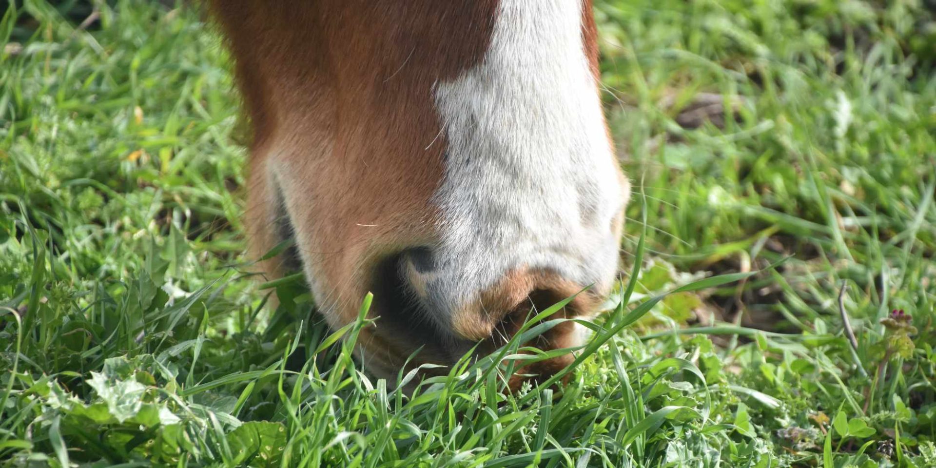 Selenium in horses - Totally Vets