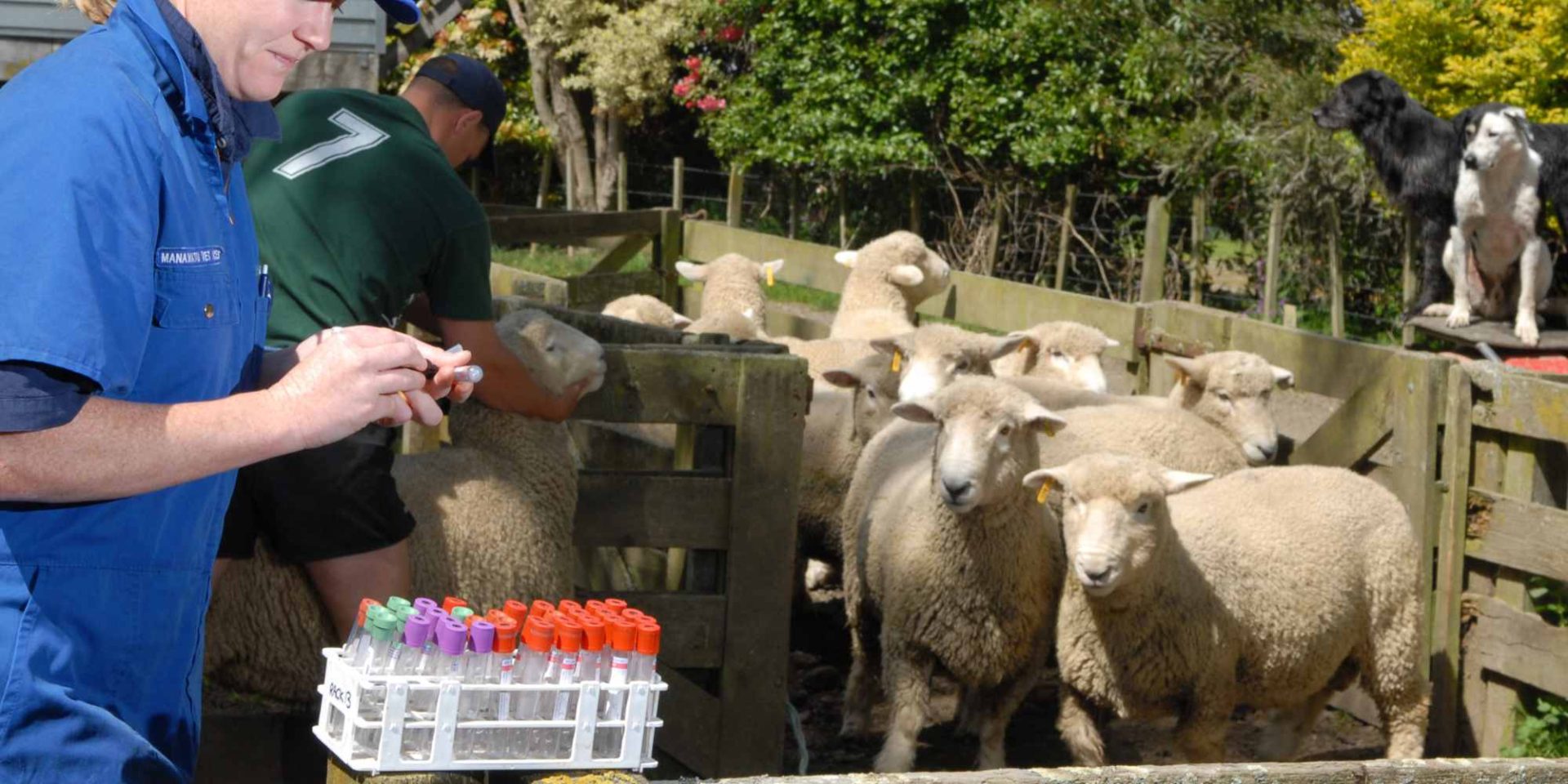 When copper becomes toxic - Totally Vets