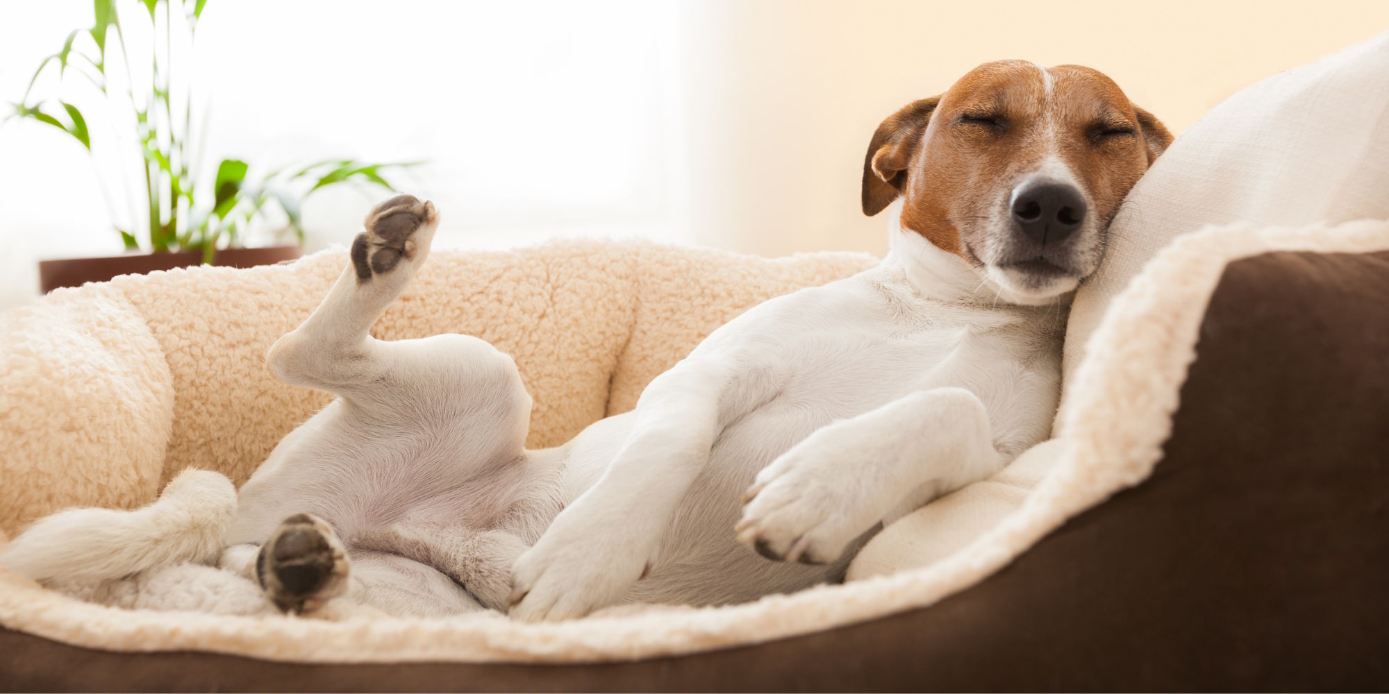 Choosing the perfect dog bed for your pooch - Totally Vets