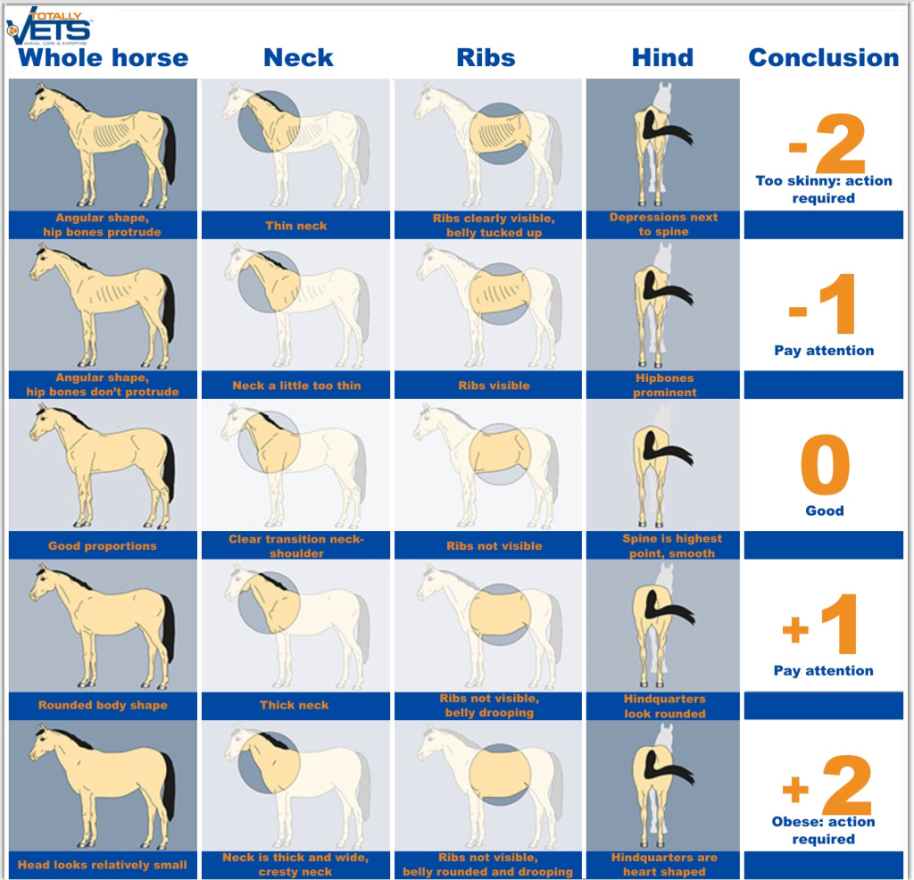 Body Condition Score - Totally Vets
