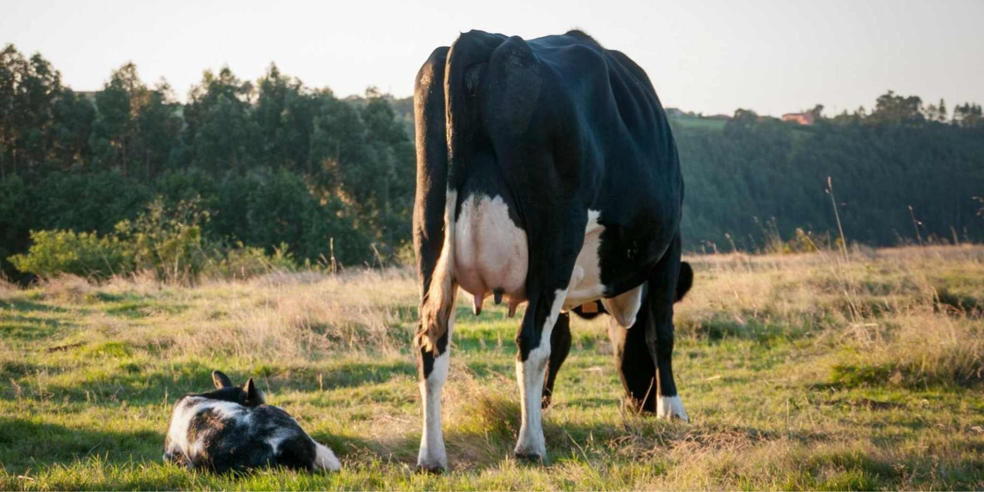 First aid in cows - Totally Vets