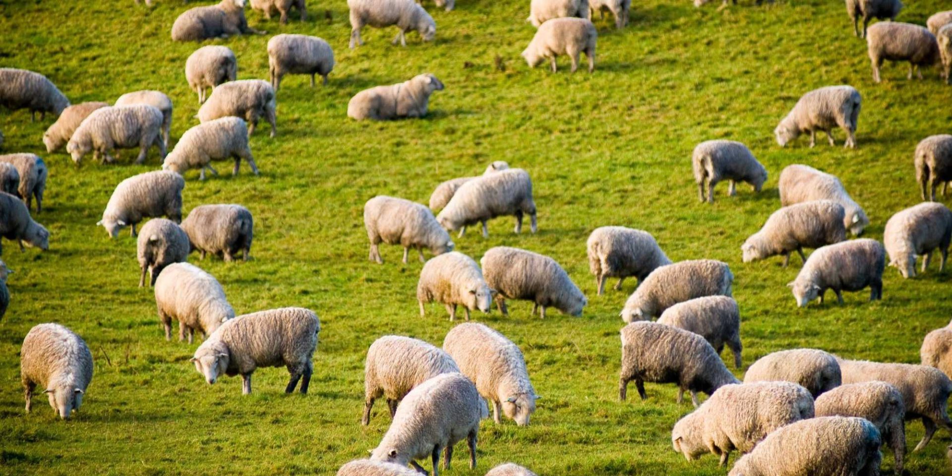 Preparation for lambing - Totally Vets