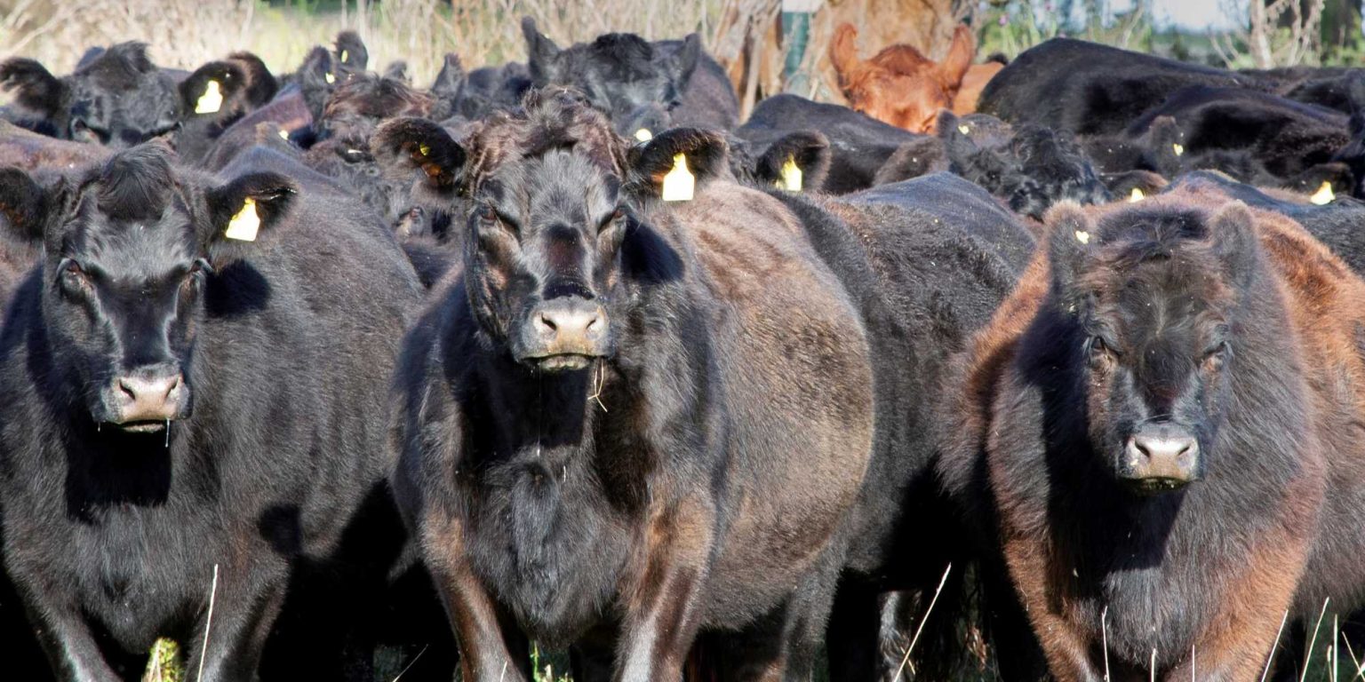 BVD - Bovine Viral Diarrhoea - Totally Vets