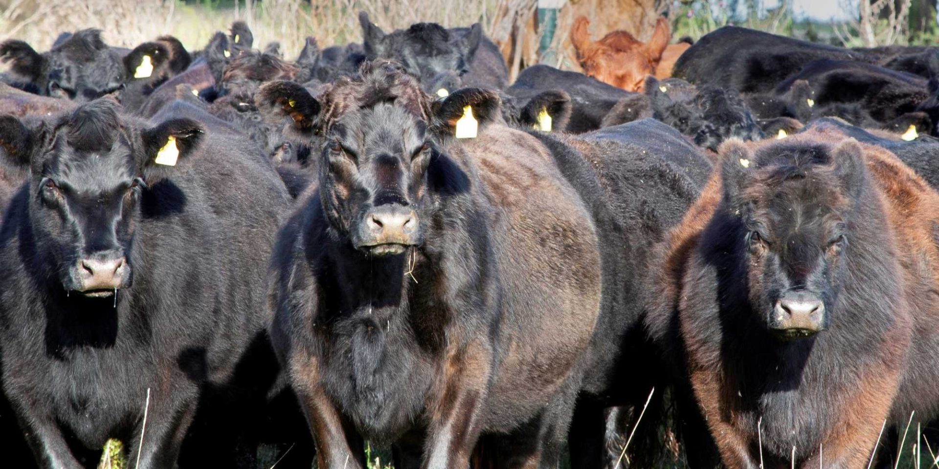 BVD - Bovine Viral Diarrhoea - Totally Vets