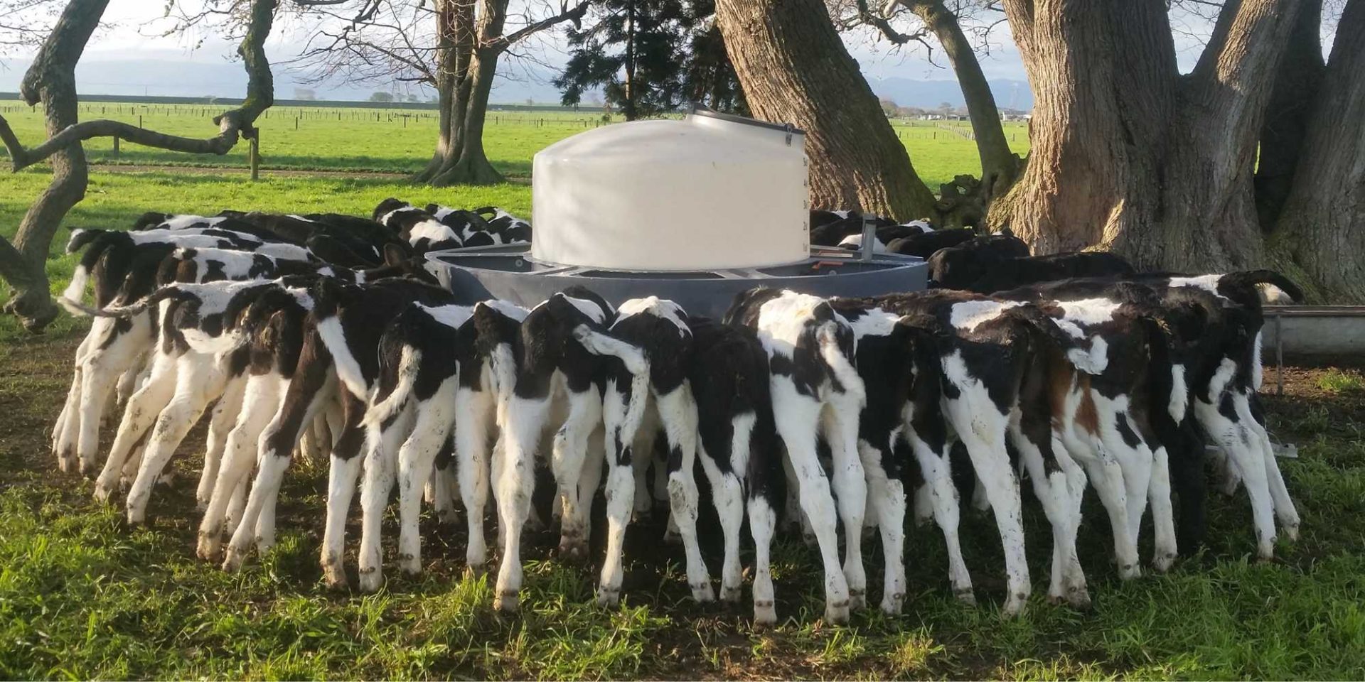 The ongoing benefits of good calf nutrition – Totally Vets