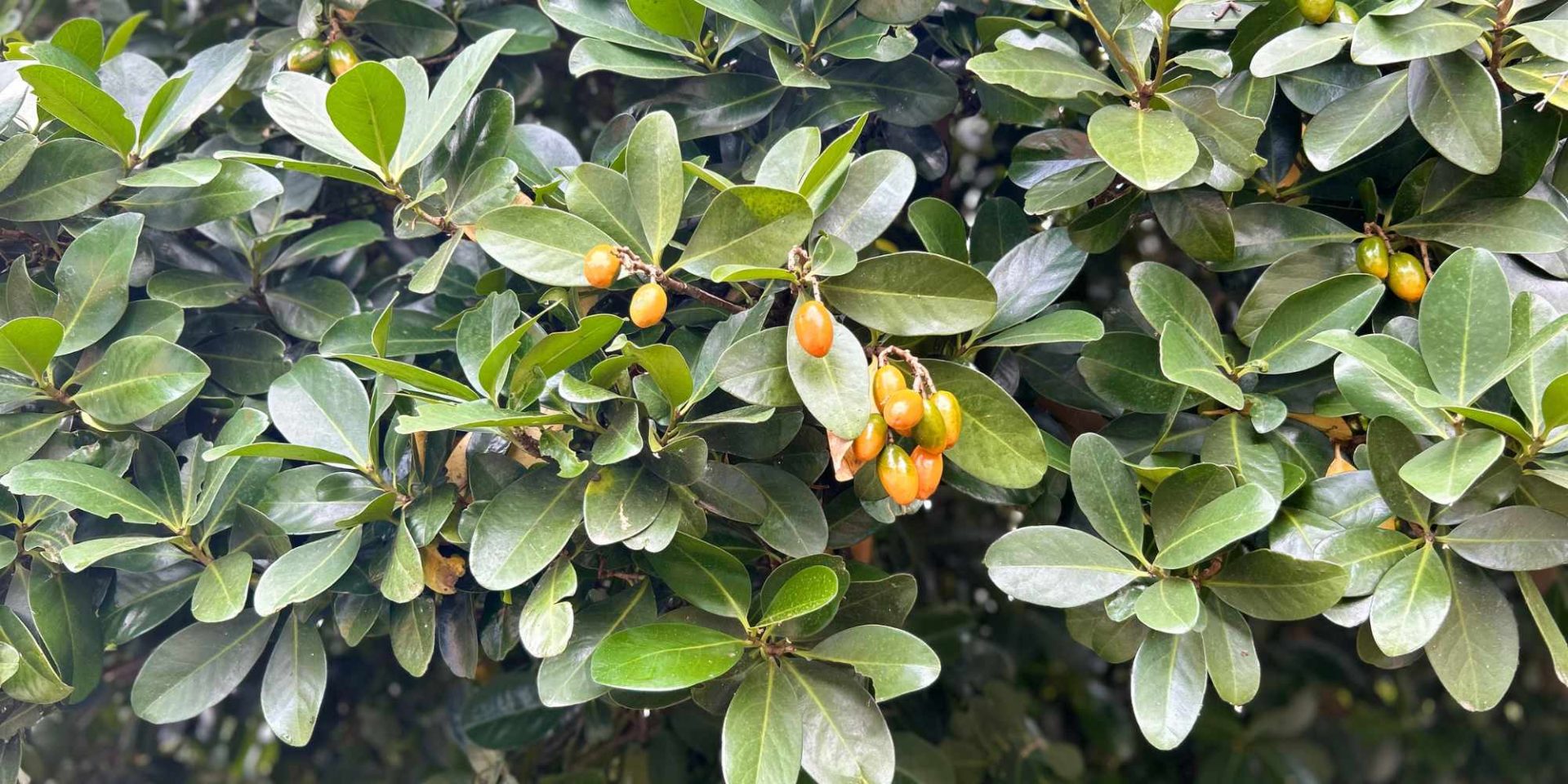 Karaka Berry Poisoning - Totally Vets