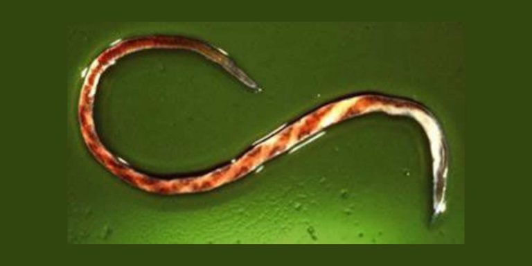 Barber’s pole worm - Totally Vets