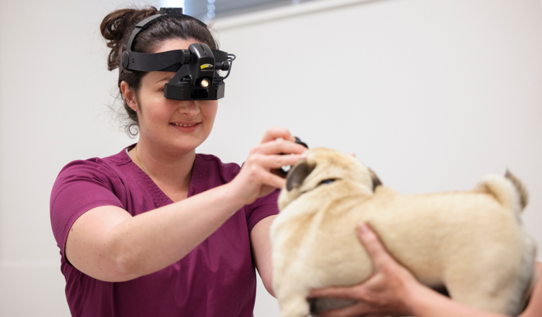 Veterinary Referral - Totally Vets