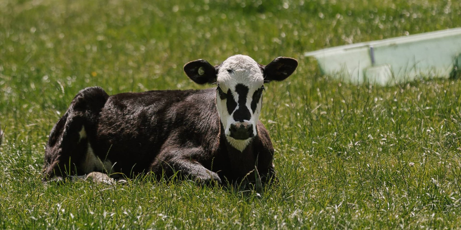 Thiamine deficiency in calves - Totally Vets
