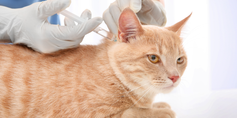 Vaccination guidelines for cats - Totally Vets