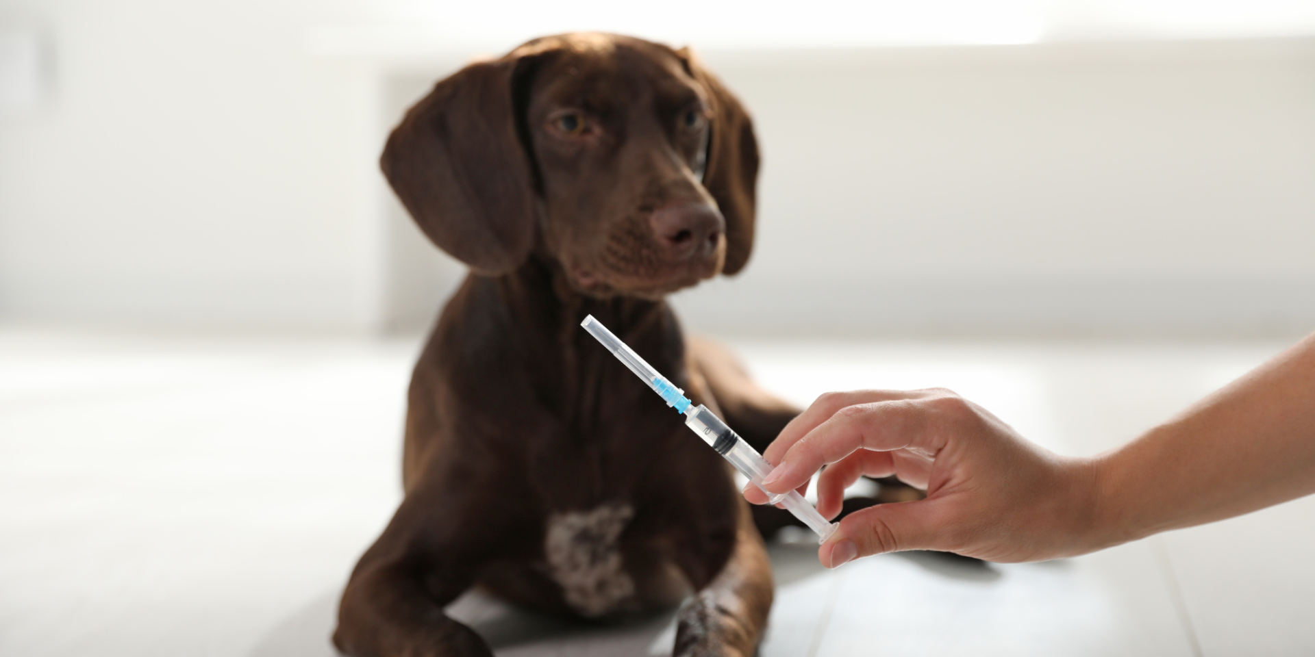Vaccination guidelines for dogs - Totally Vets